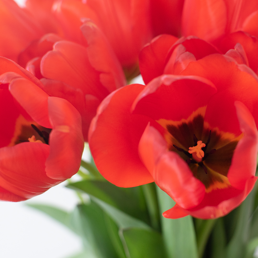 Comment entretenir des Tulipes