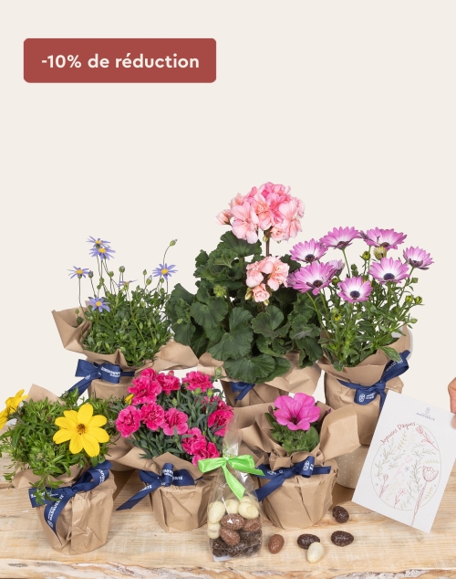 Pack Pâques - Assortiment de 6 plantes